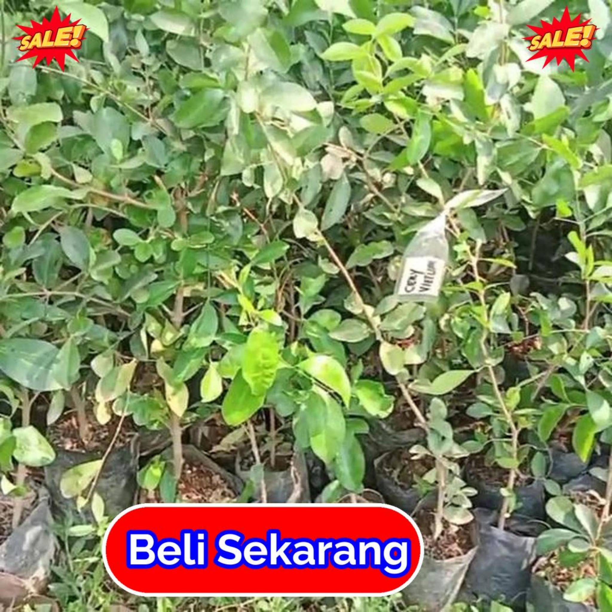 Tanaman Buah Cherry Vietnam Berbuah Cepat Dan Cocok Untuk Halaman Rumah ...
