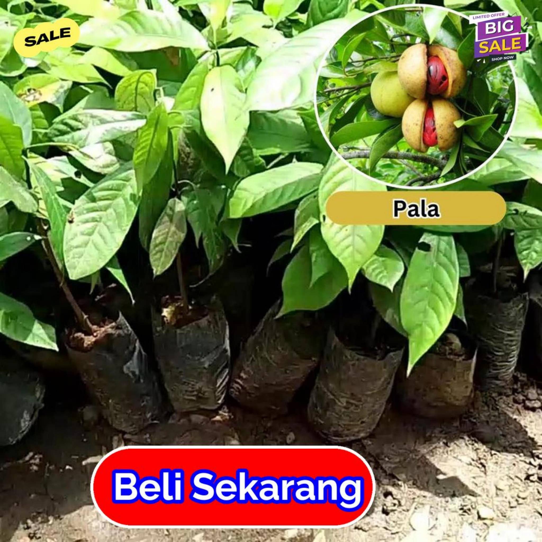 Bibit Pohon Pala Unggul Solusi Budidaya Rempah Produktif Dan Menguntungkan by dianapasaribu - Issuu