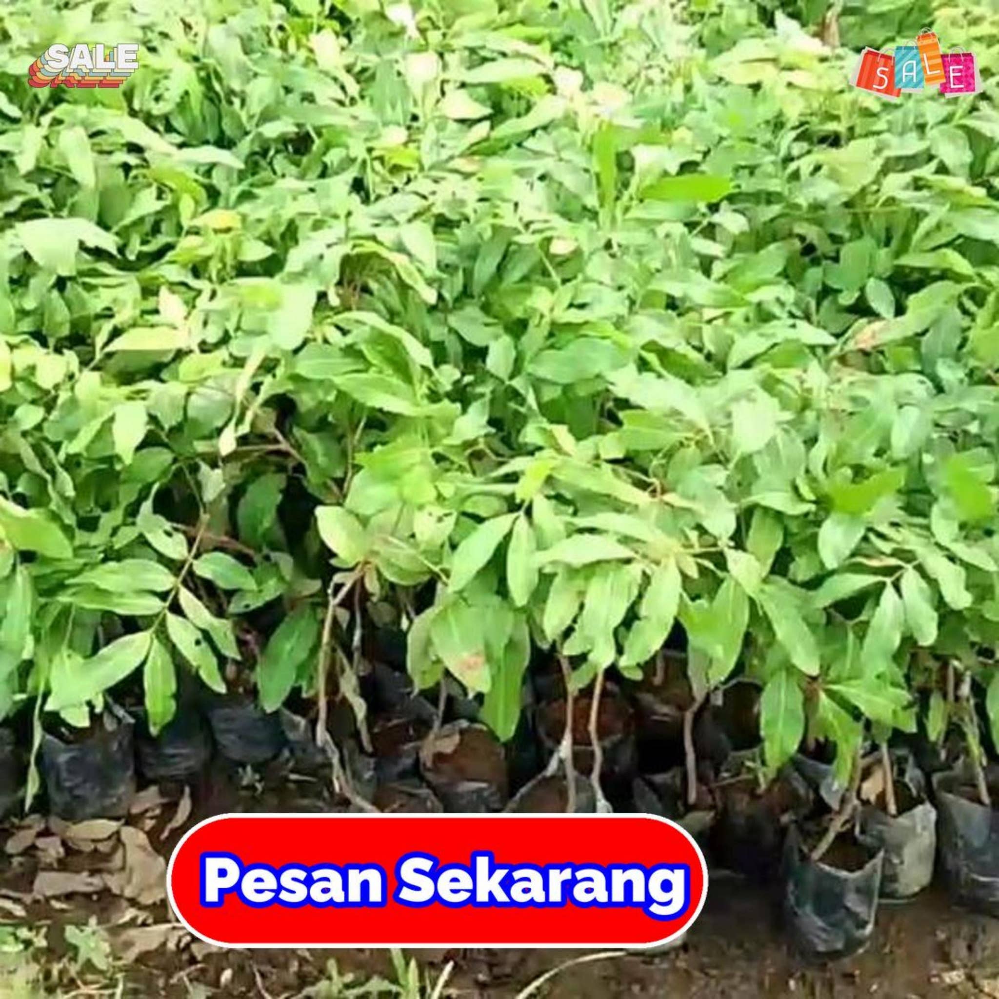 Pohon Kelengkeng Puangray Produktif Untuk Dataran Rendah Dan Pot by ...