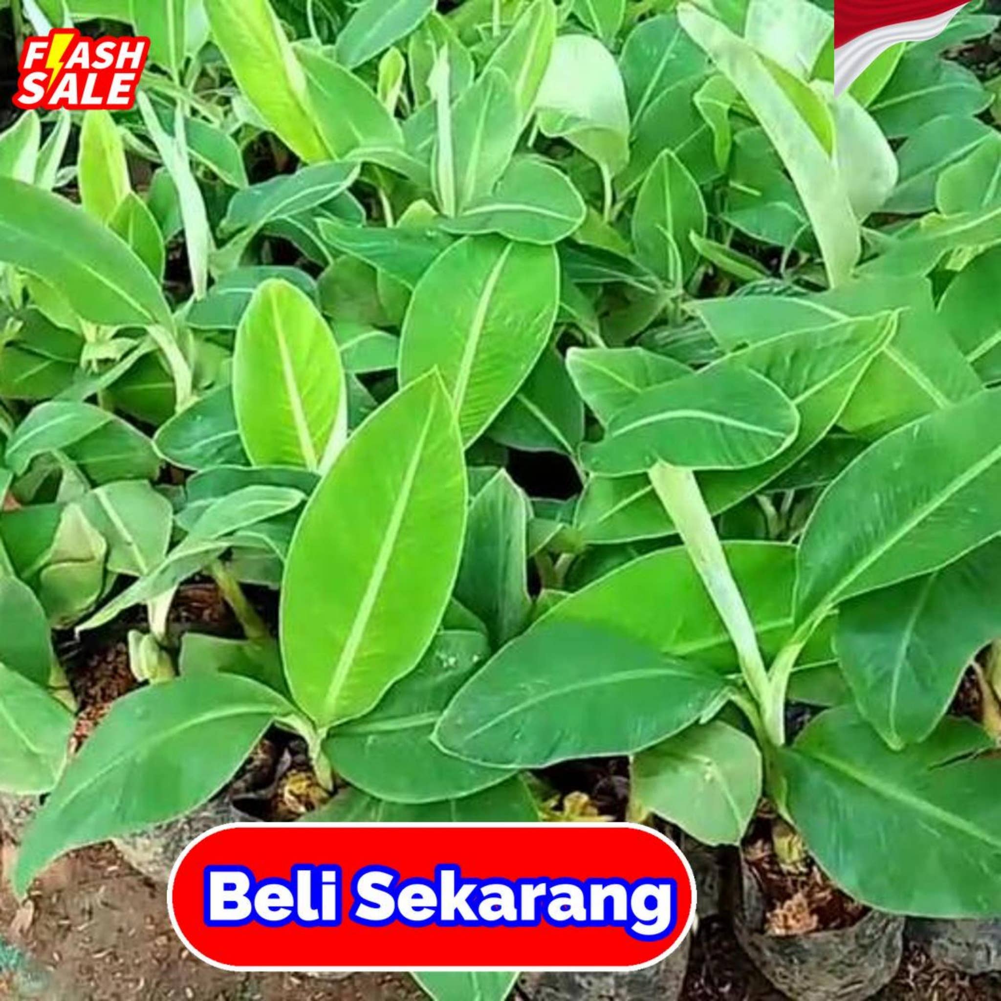 Pohon Pisang Raja Produktif Dengan Buah Besar Dan Manis by ...