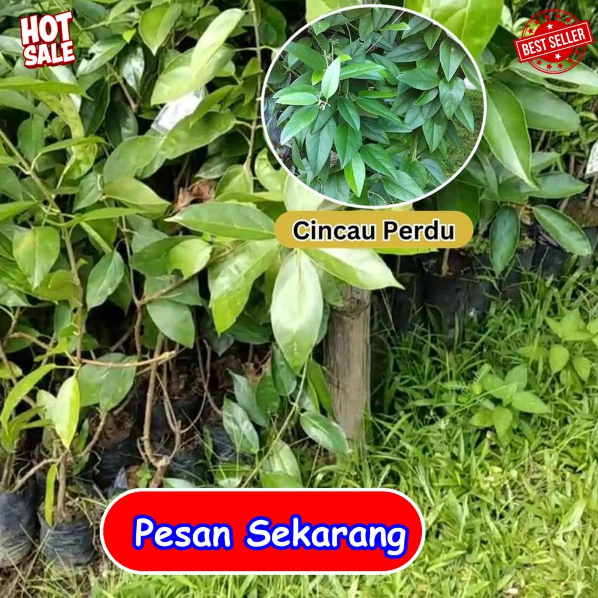 Pohon Cincau Perdu Siap Tanam Cocok Untuk Halaman Rumah by ...