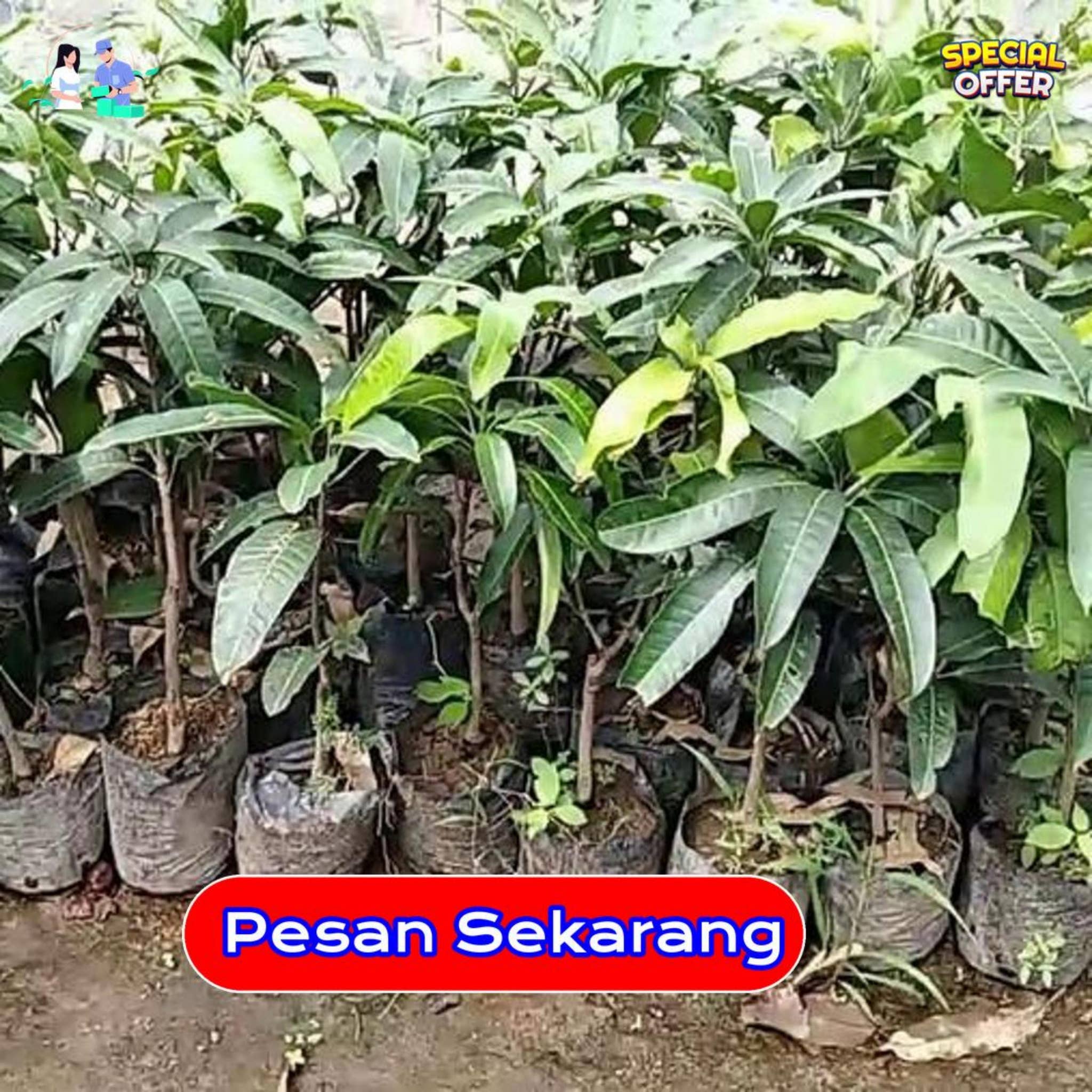 Bibit Mangga Red Emperor Unggul Buah Besar Warna Merah Cerah by ...
