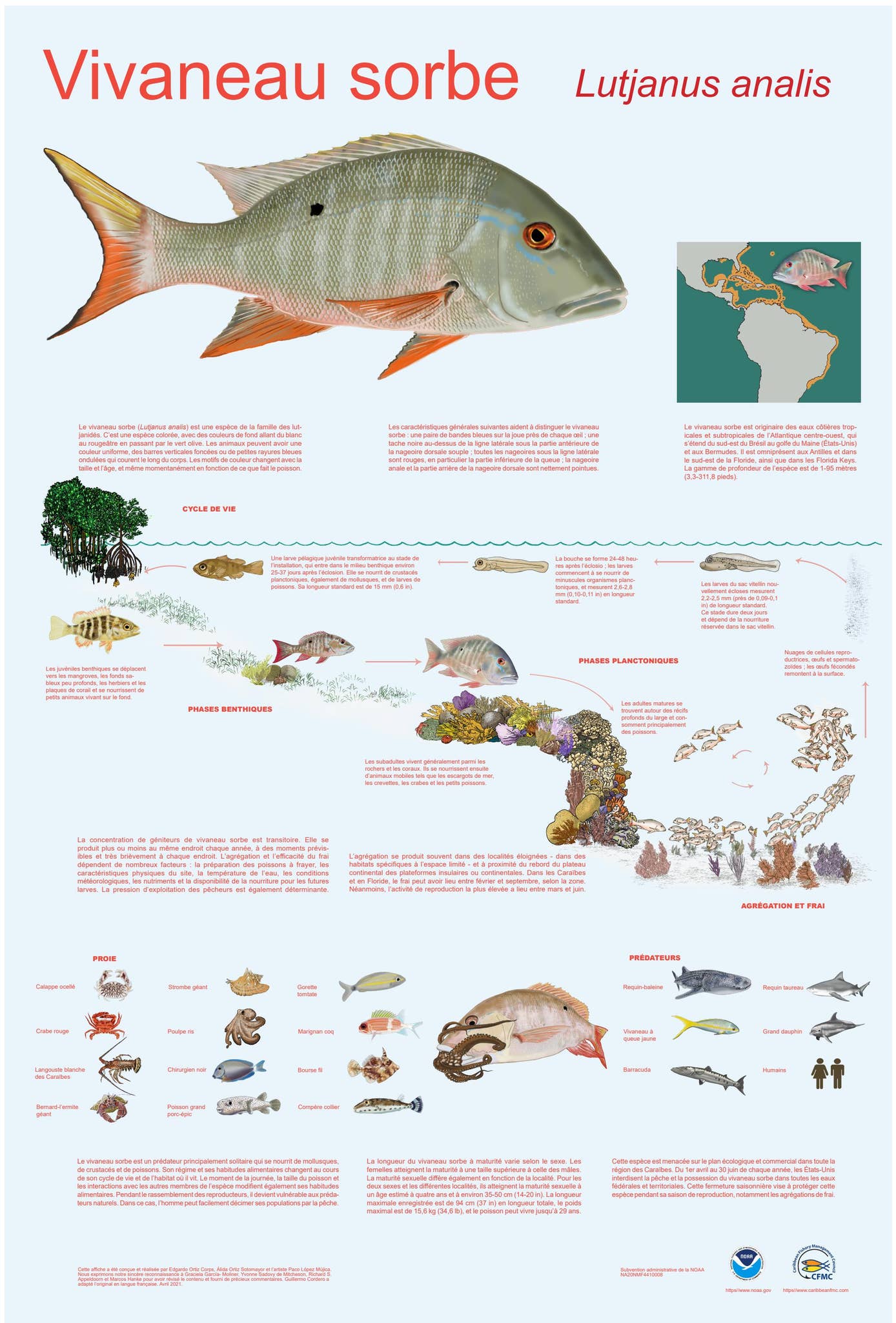 Afiche sobre la sama en francés by Caribbean Fishery Management Council ...