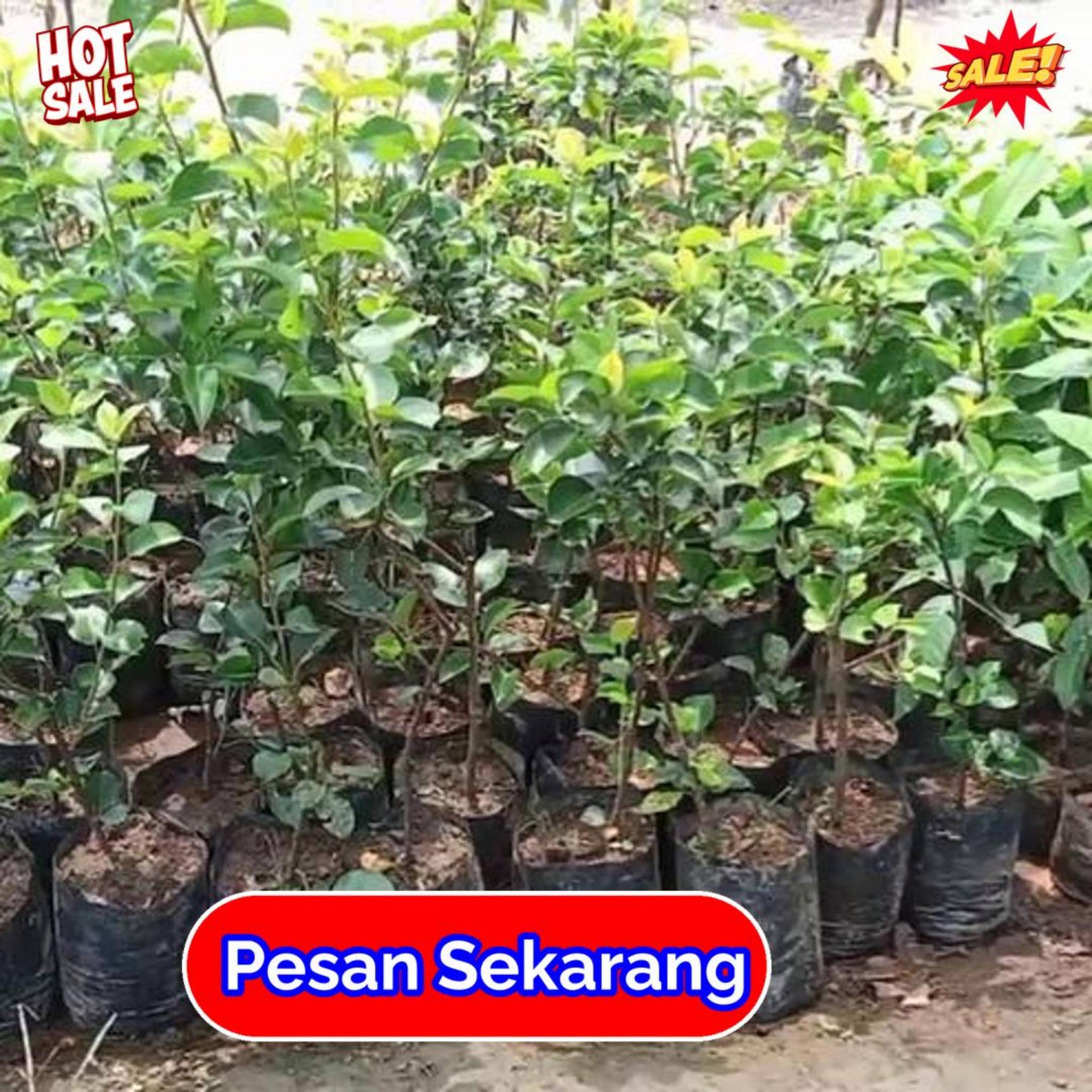 Pohon Pir Hijau Untuk Tanam Di Lahan Tropis Dataran Tinggi by ...