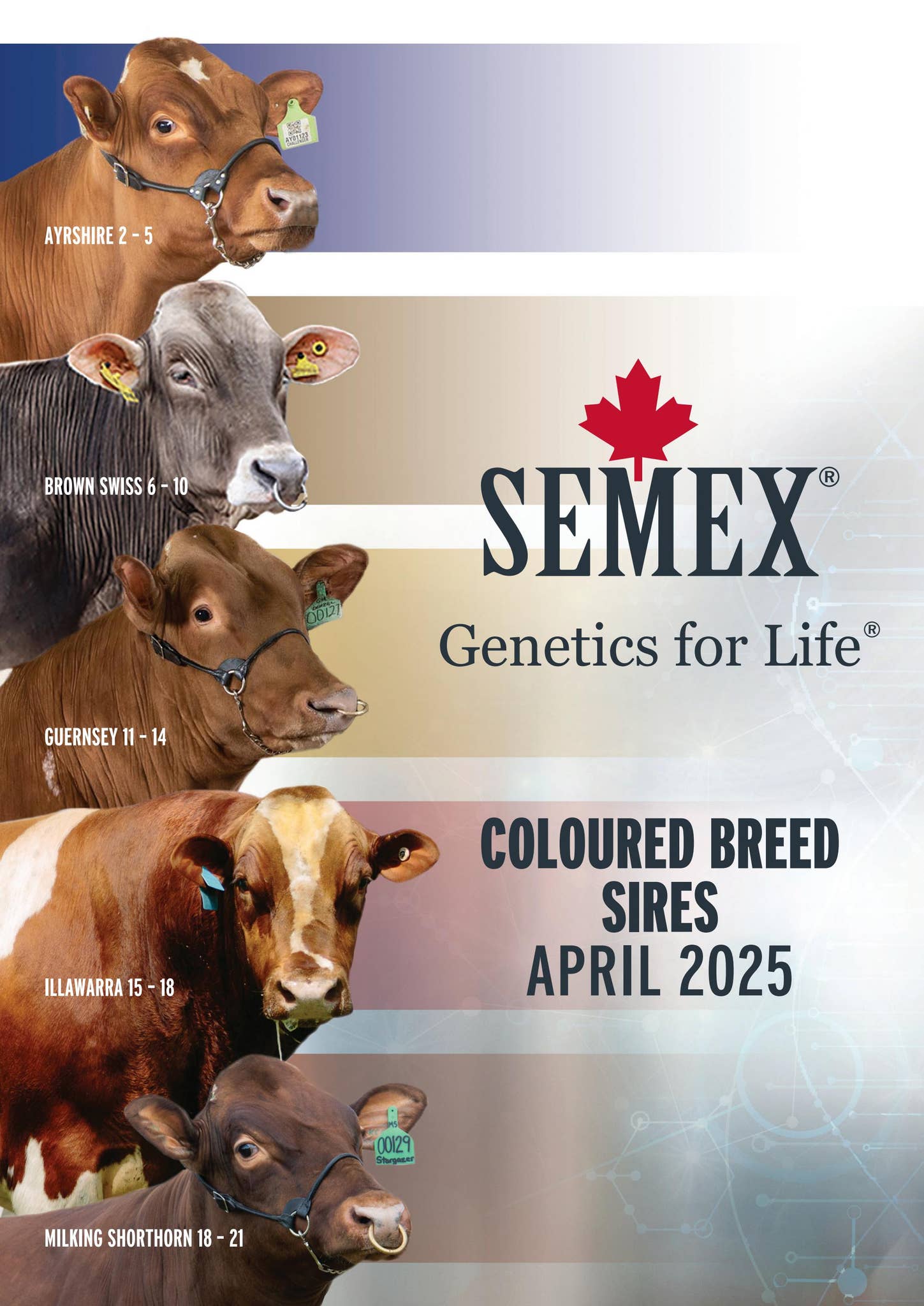 Semex - April 2025 Australia Colour Breed Catalogue by Semex - Issuu
