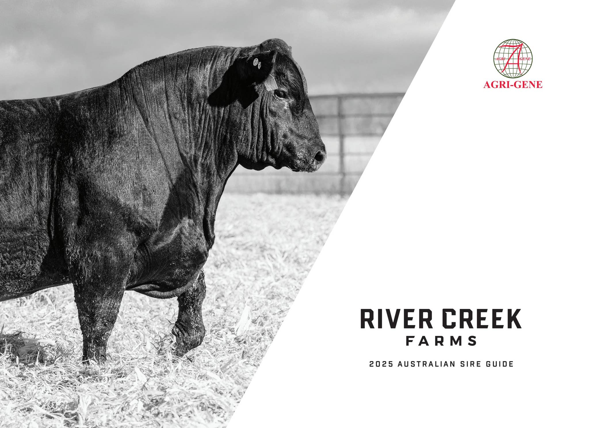 River Creek Farm - 2025 Agri-Gene Australian Sire Guide by LivestockDirect - Issuu