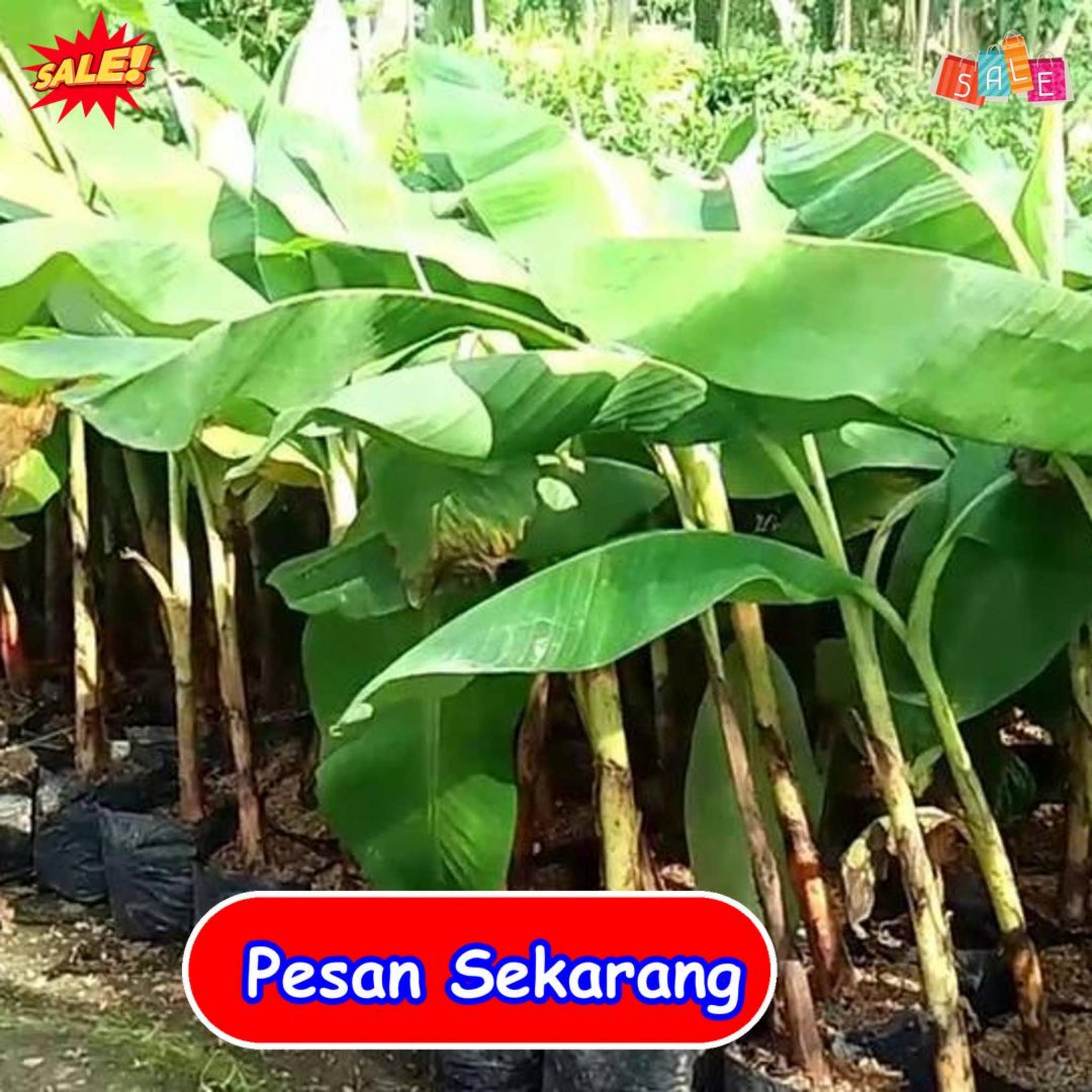 Pohon Pisang Tanduk Siap Tanam Dengan Potensi Buah Maksimal by ...