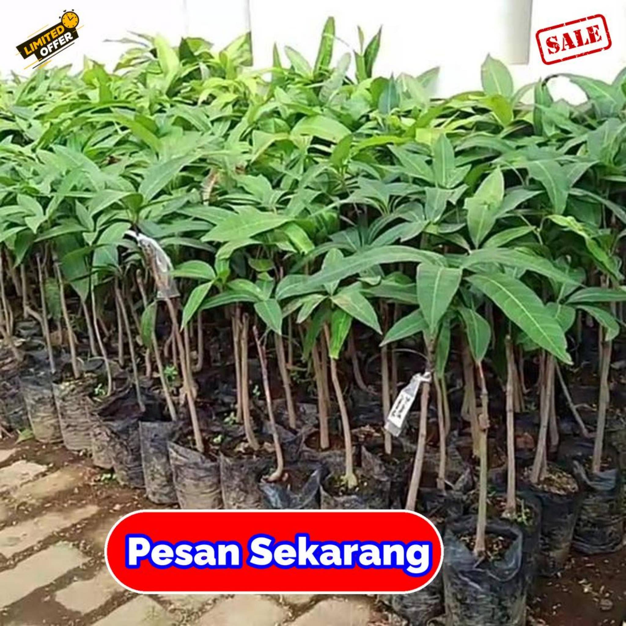 Pohon Mangga Yuwen Seri 6 Buah Besar Manis Dan Cocok Untuk Pekarangan ...