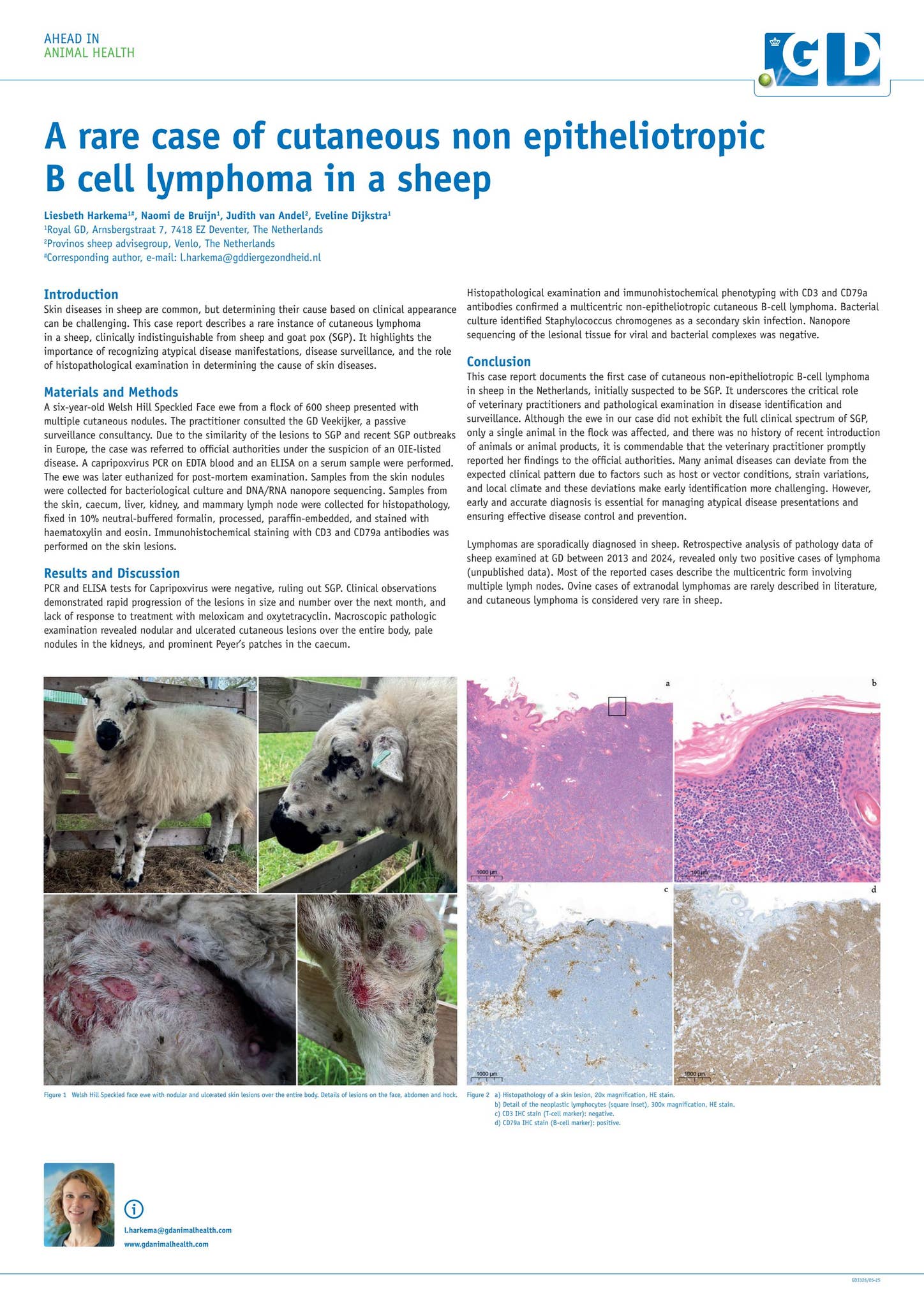 A rare case of cutaneous non epitheliotropic B cell lymphoma in a sheep ...
