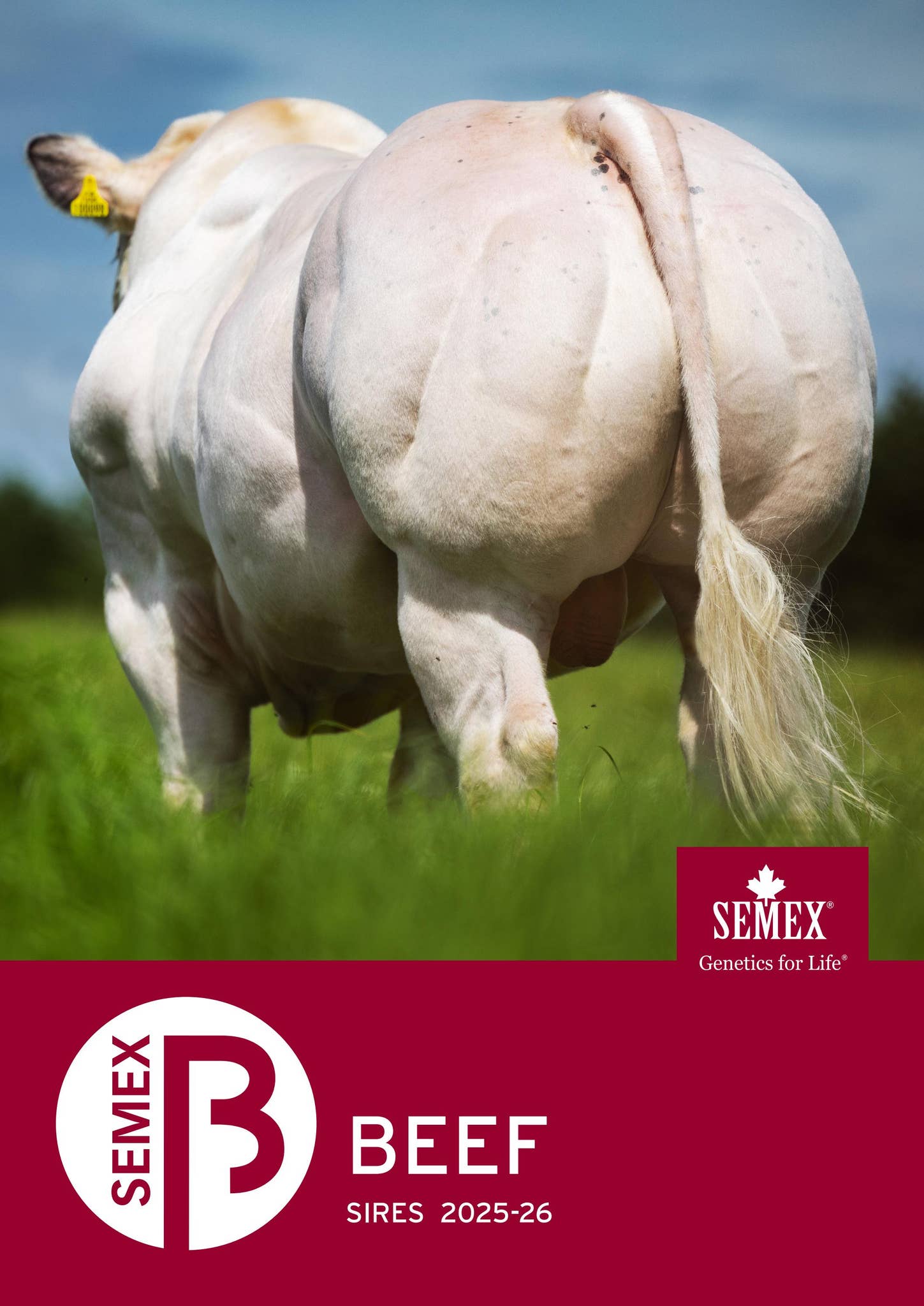 2025-2026 Semex UK Beef Catalogue by Semex - Issuu