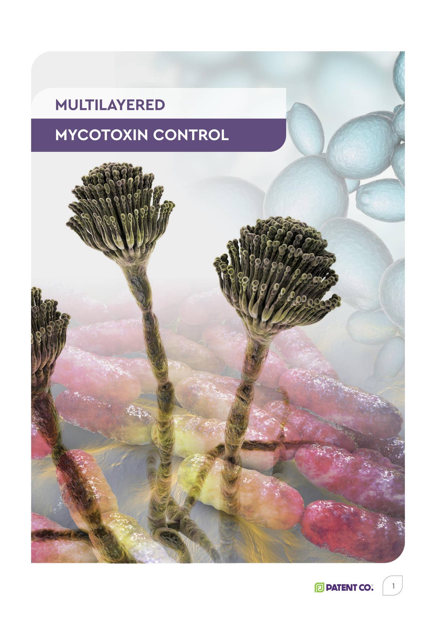 Multilayered mycotoxin control by agriNews - Issuu