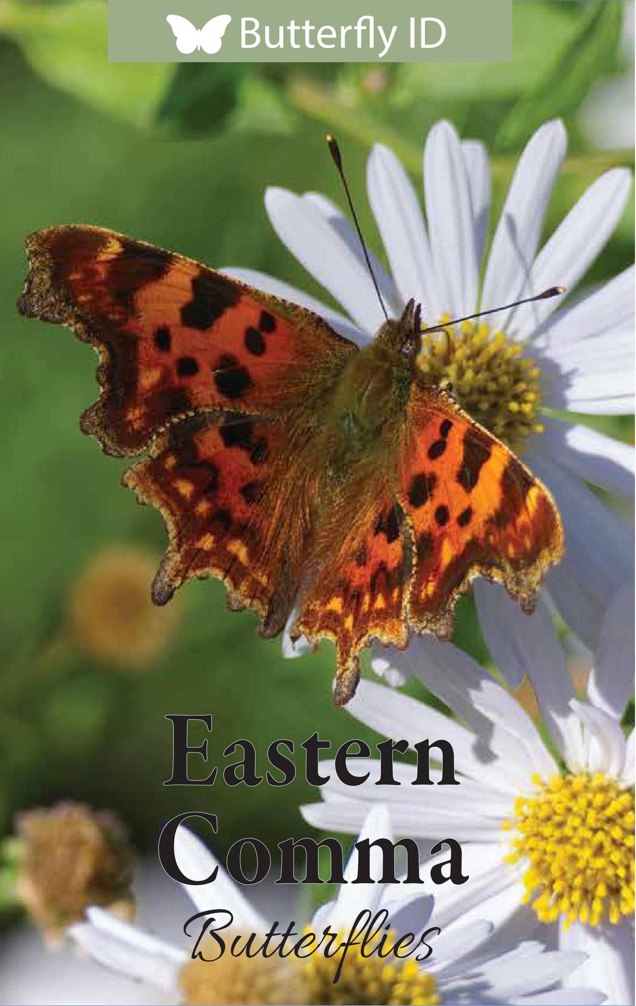 The Eastern Comma Butterfly by Ray Wiegand's Nursery - Issuu