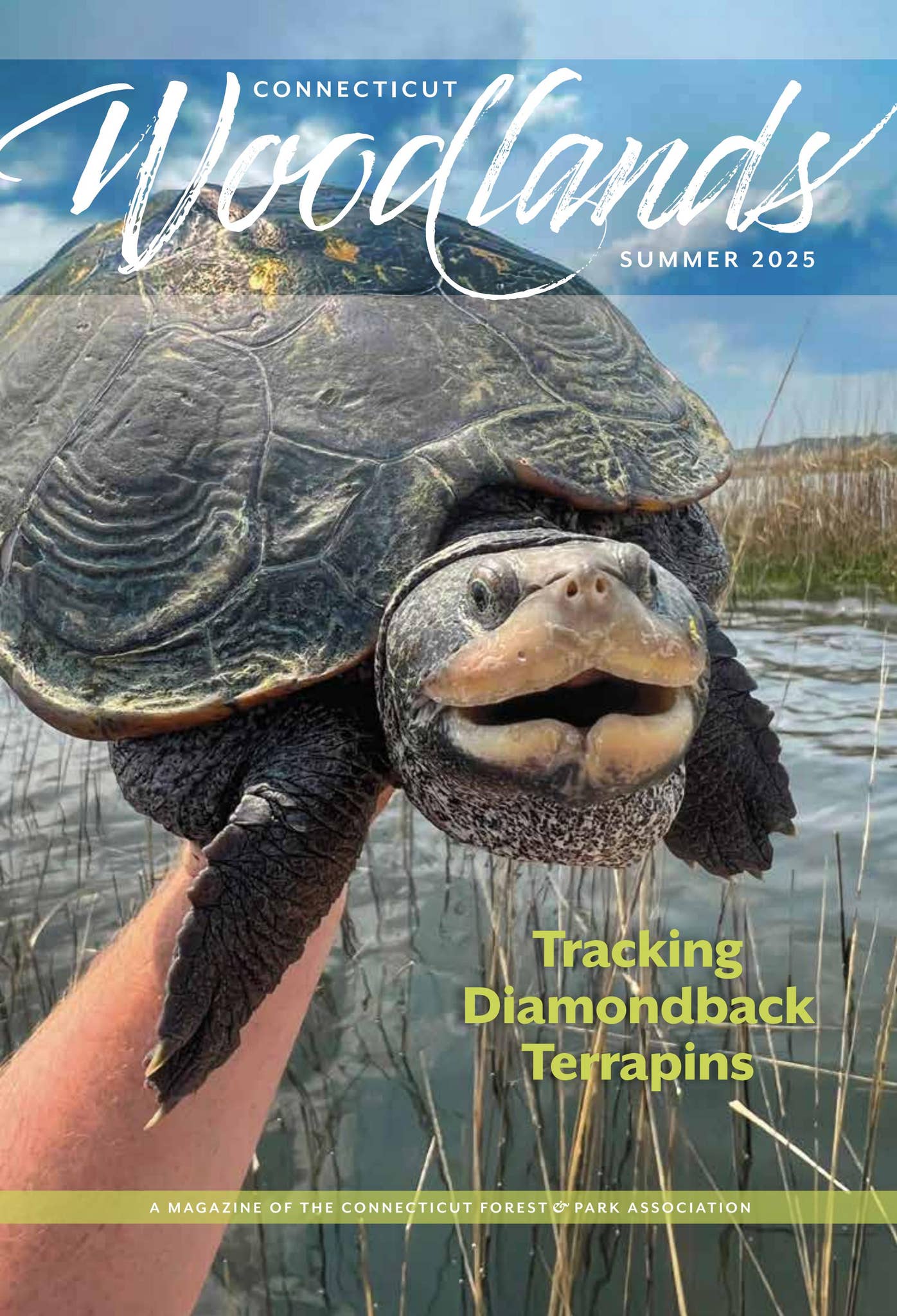 Connecticut Woodlands Summer 2025, Tracking Diamondback Terrapins by ...