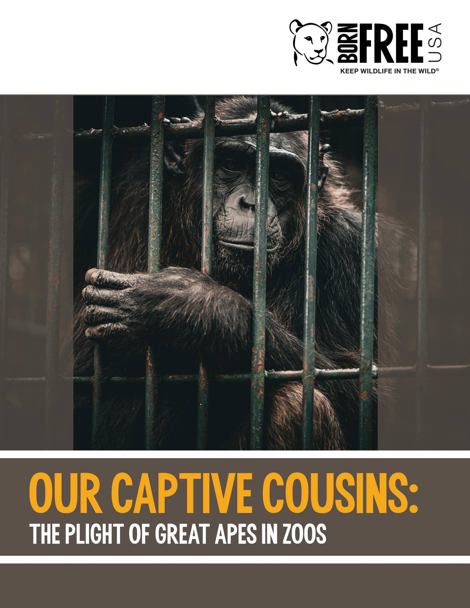 Our Captive Cousins: The Plight of Great Apes in Zoos (Report, 2025) by bornfreeusa - Issuu
