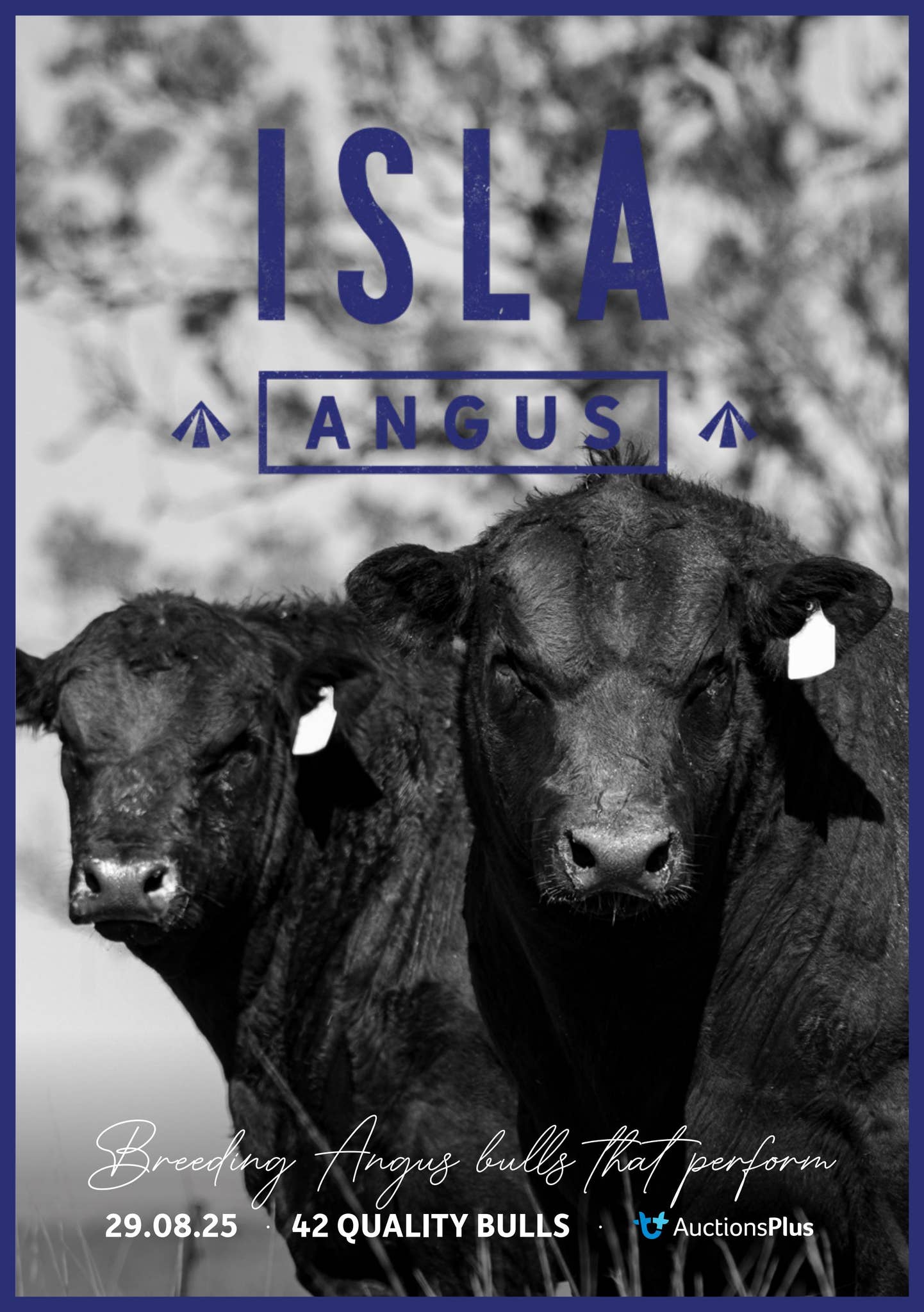 Isla Angus 2025 Bull Sale Catalogue by Eight Pointer Creative Agency ...