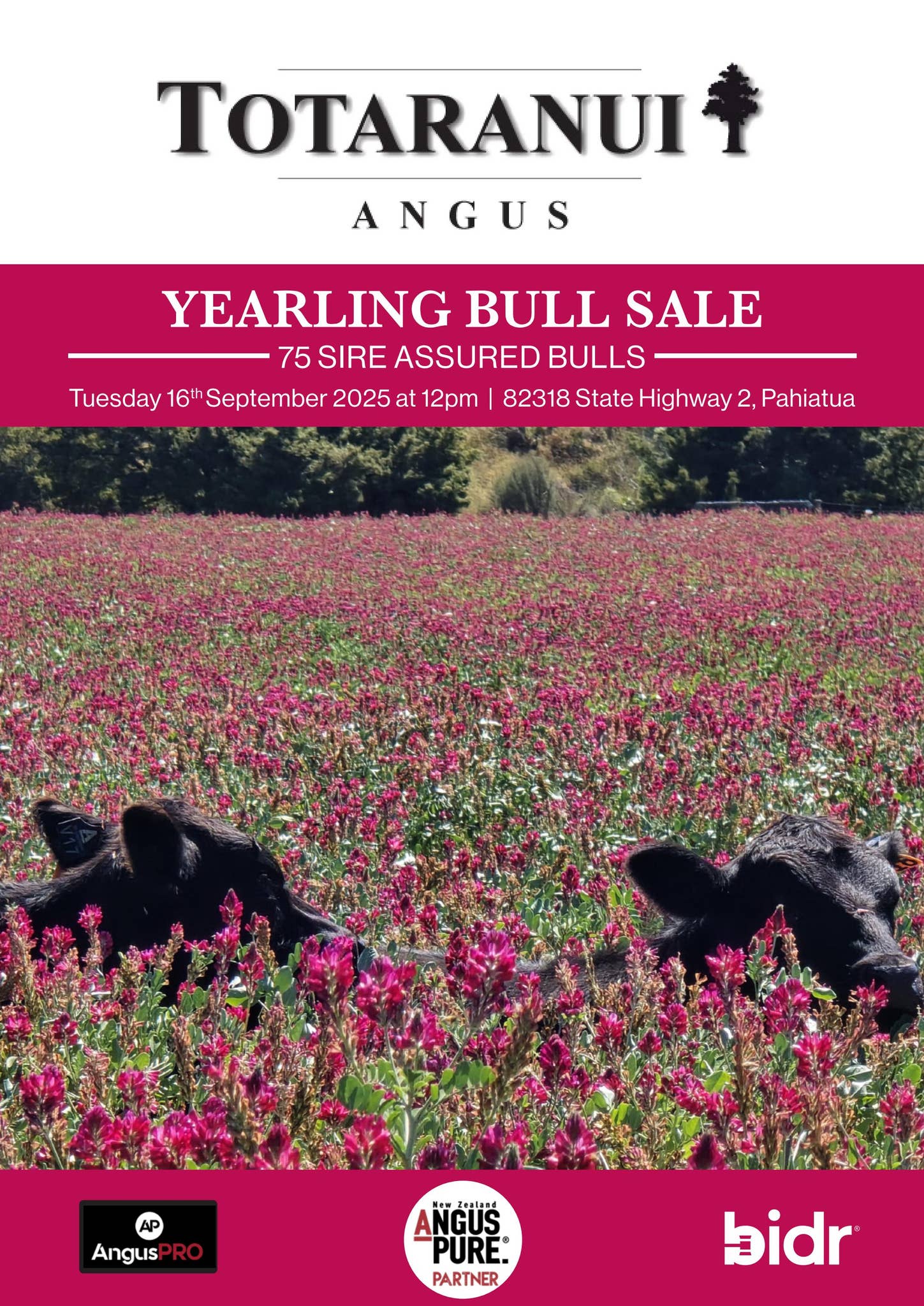 Totaranui Angus Yearling 2025_V2 by Angus Australia - Issuu