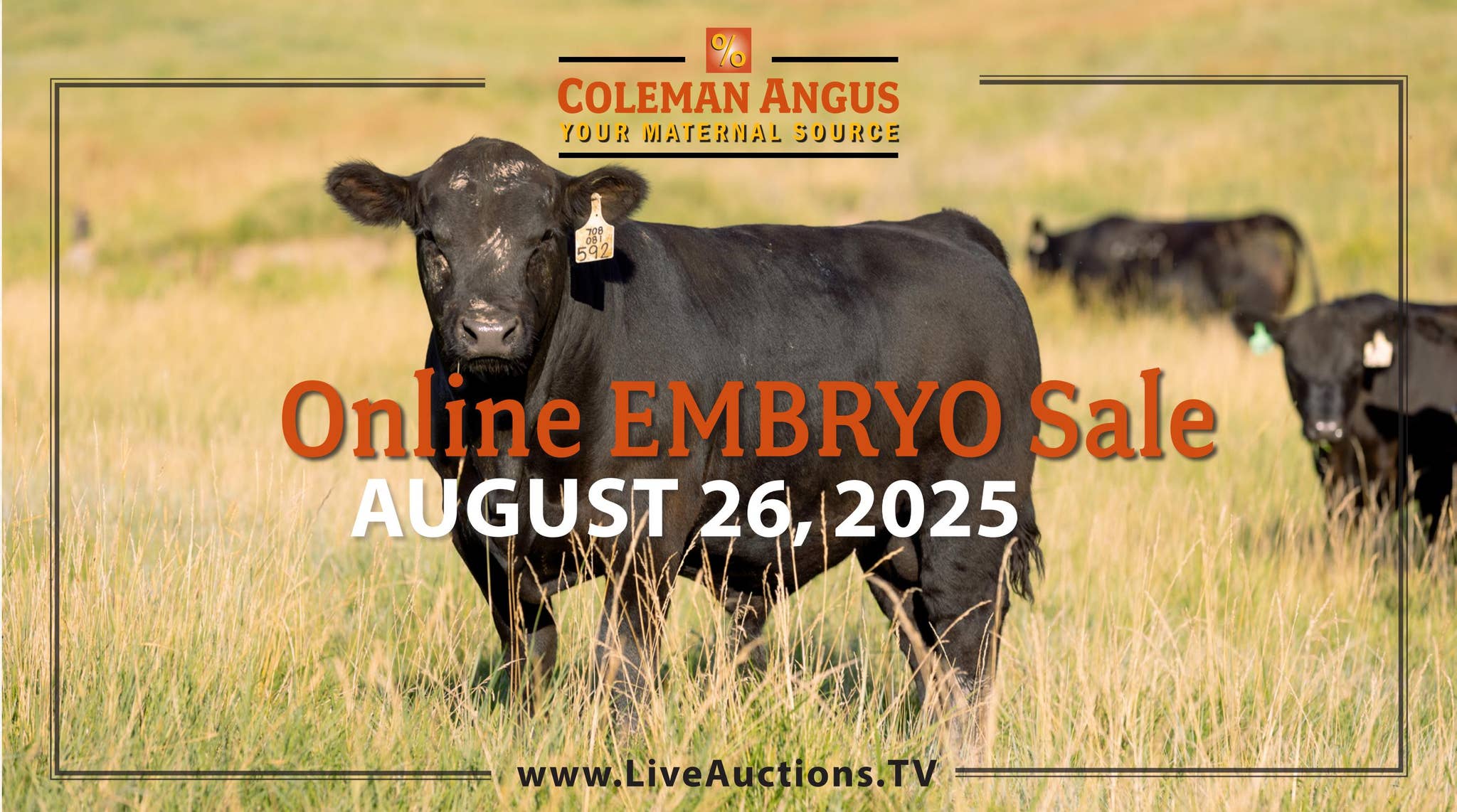 Coleman Angus Your Maternal Source August Embryo Sale 2025 by Bohrson ...