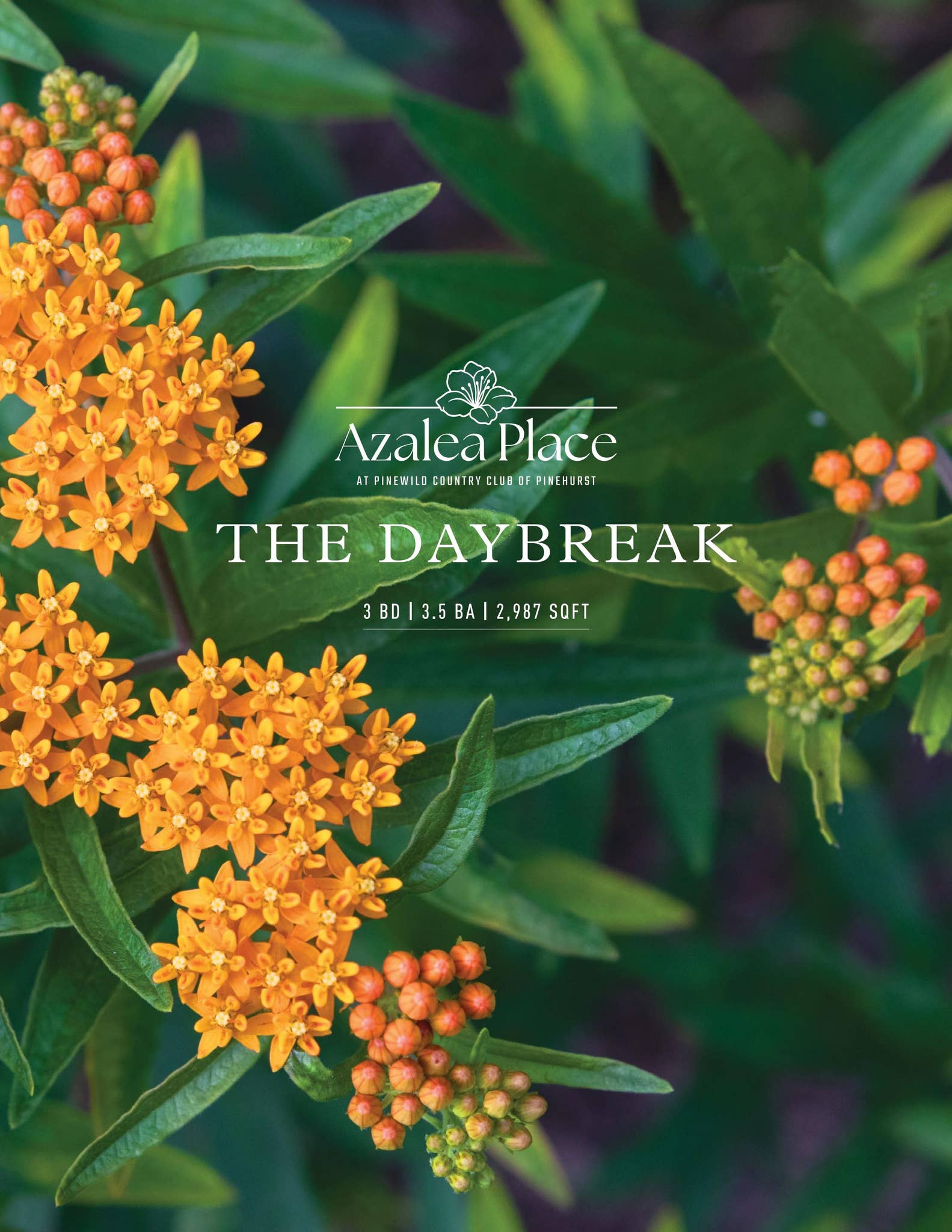 The Daybreak - Pinewild - Azalea Place by Jeremy Gordon - Issuu