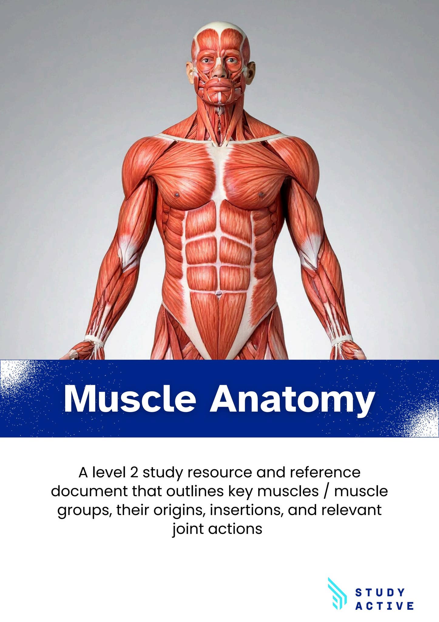 Muscle Anatomy L2 - V3 by studyactive - Issuu
