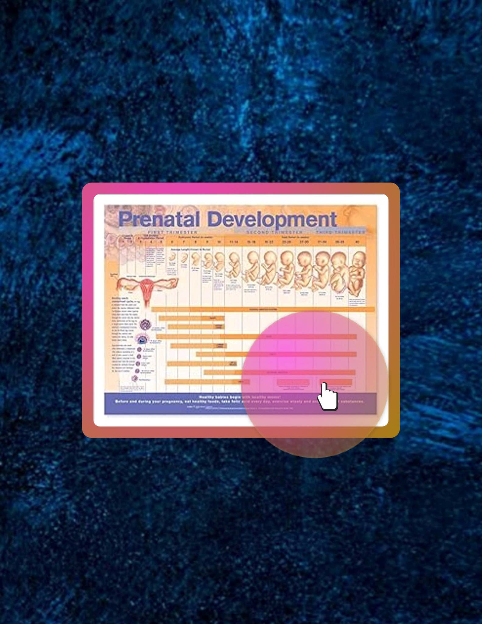 E-book Prenatal Development Anatomical Chart by Anatomical Chart ...