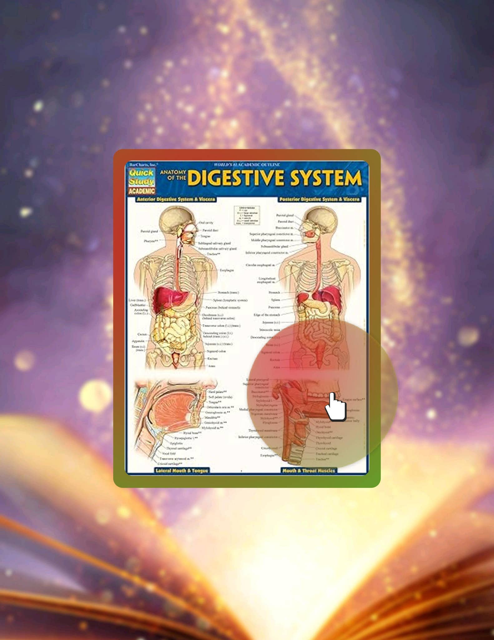Start Reading Anatomy of the Digestive System: Quickstudy Laminated ...