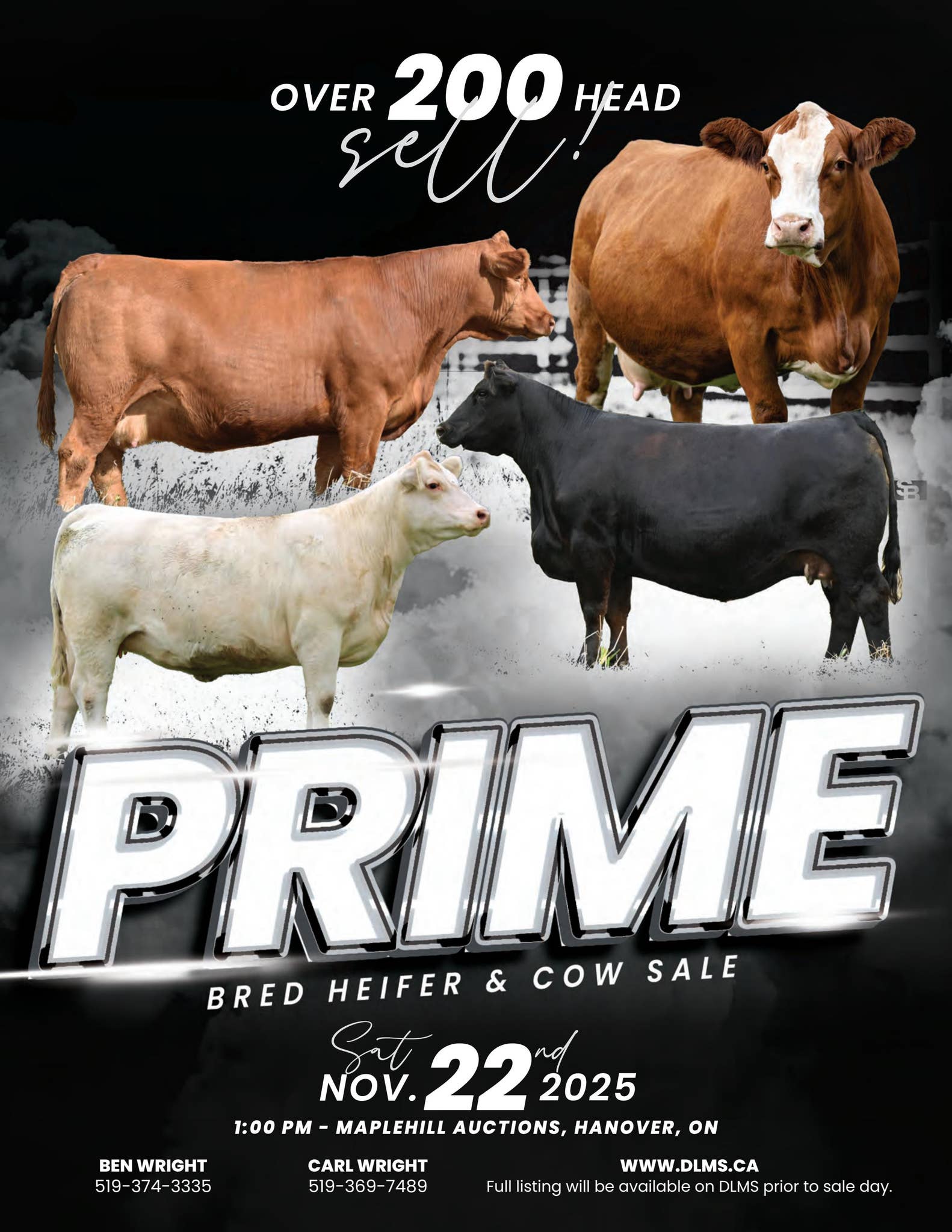 PRIME BRED HEIFER AND COW SALE by Today's Publishing Inc. - Issuu