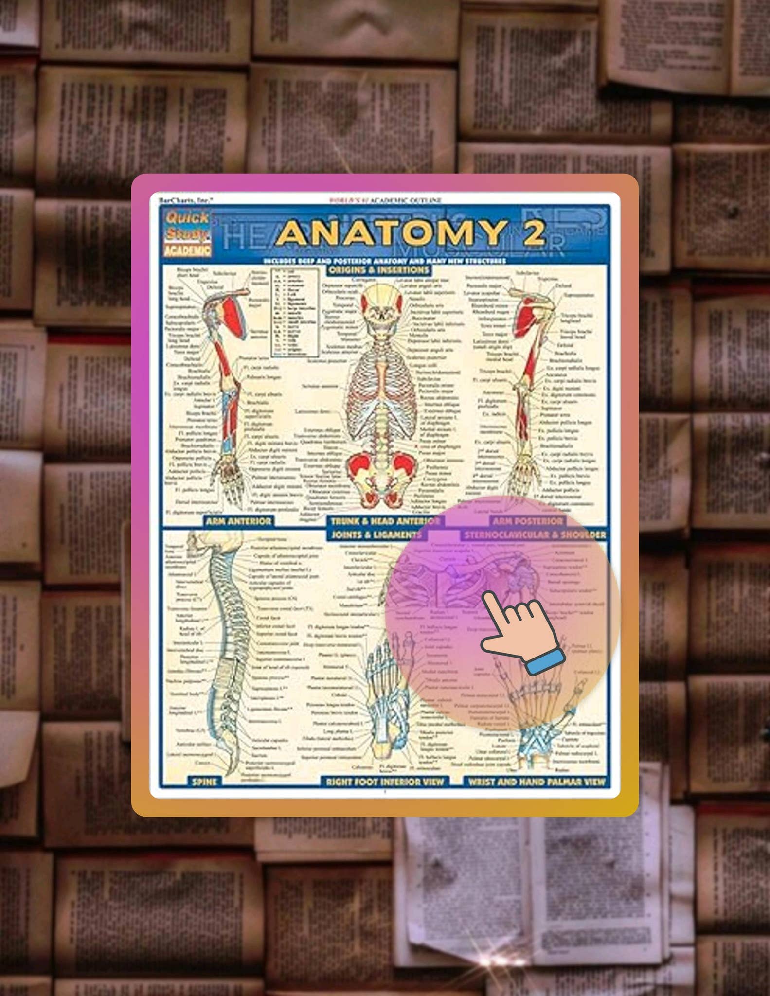 Ebook Anatomy 2 QuickStudy Laminated Reference Guide (QuickStudy ...