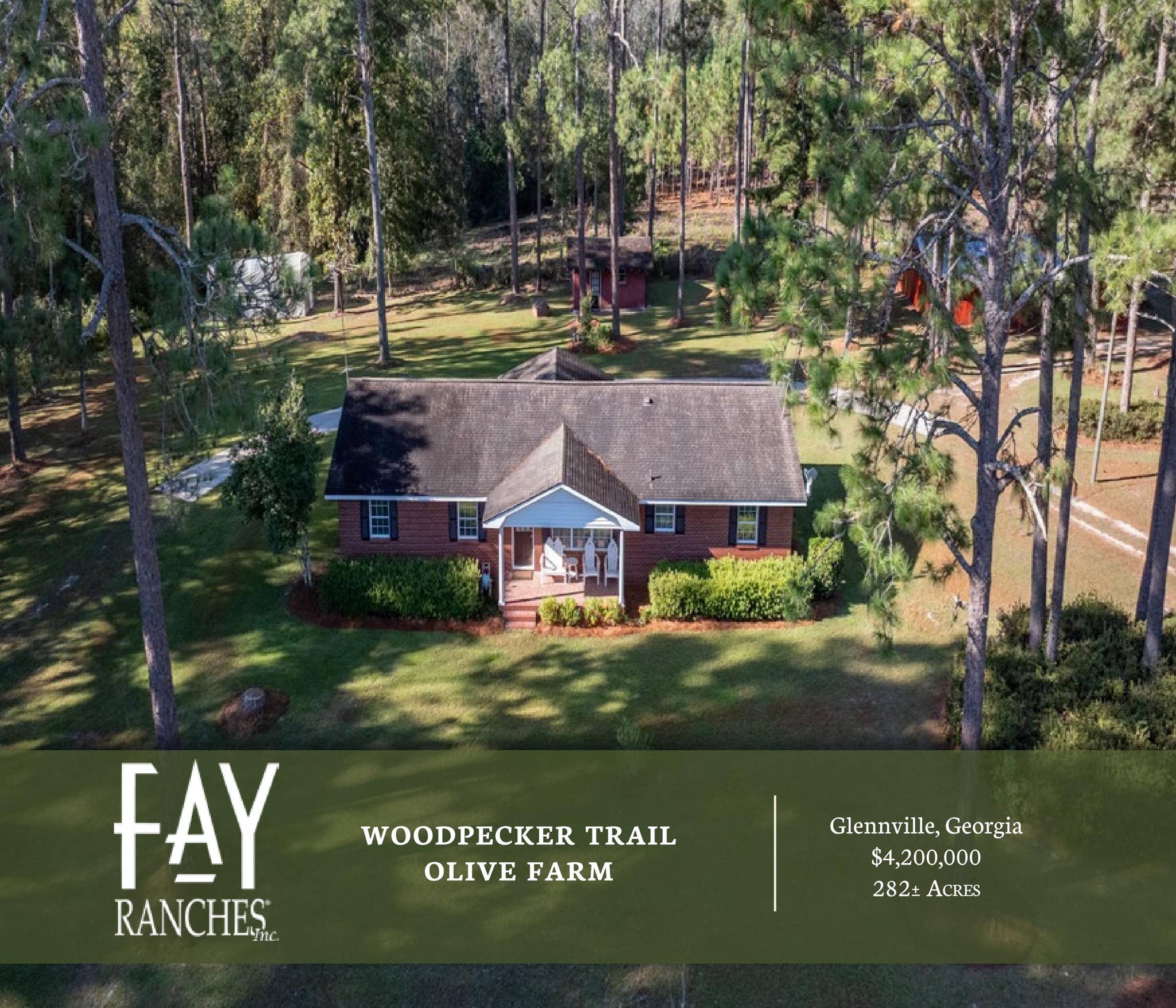 Woodpecker Trail Olive Farm by Fay Ranches - Issuu