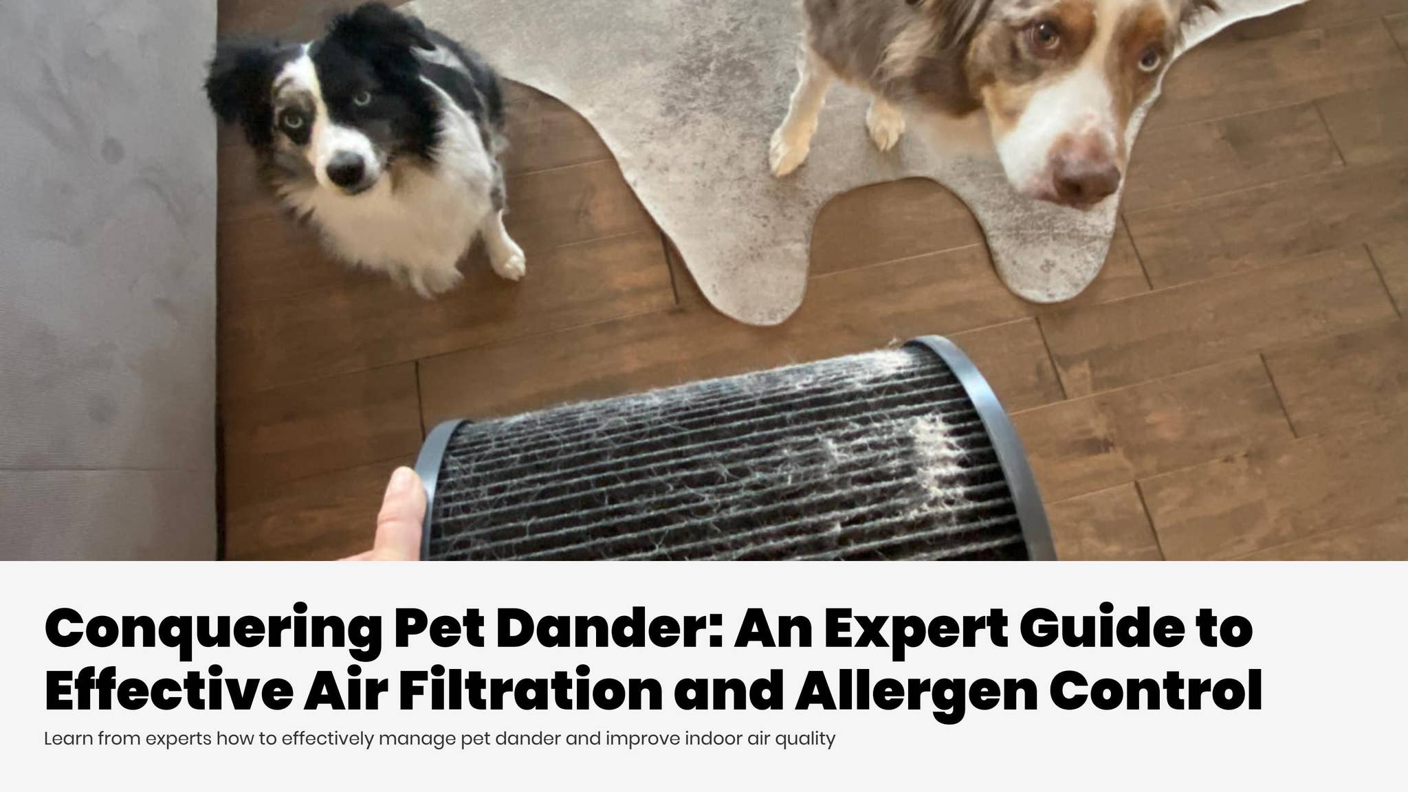 How to Remove Pet Dander from Indoor Air: Expert Guide to Filtration ...