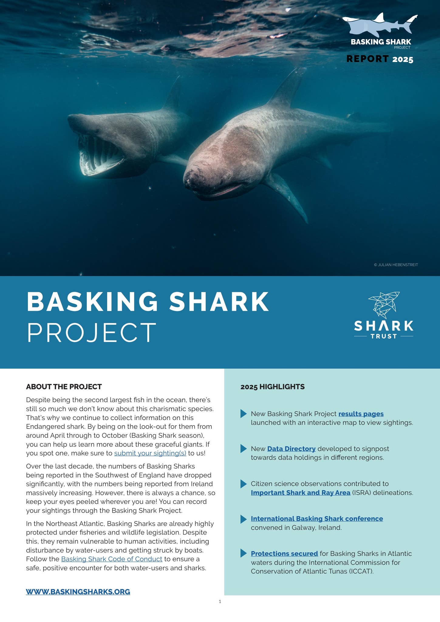 Basking Shark Project Report 2025 by The Shark Trust - Issuu