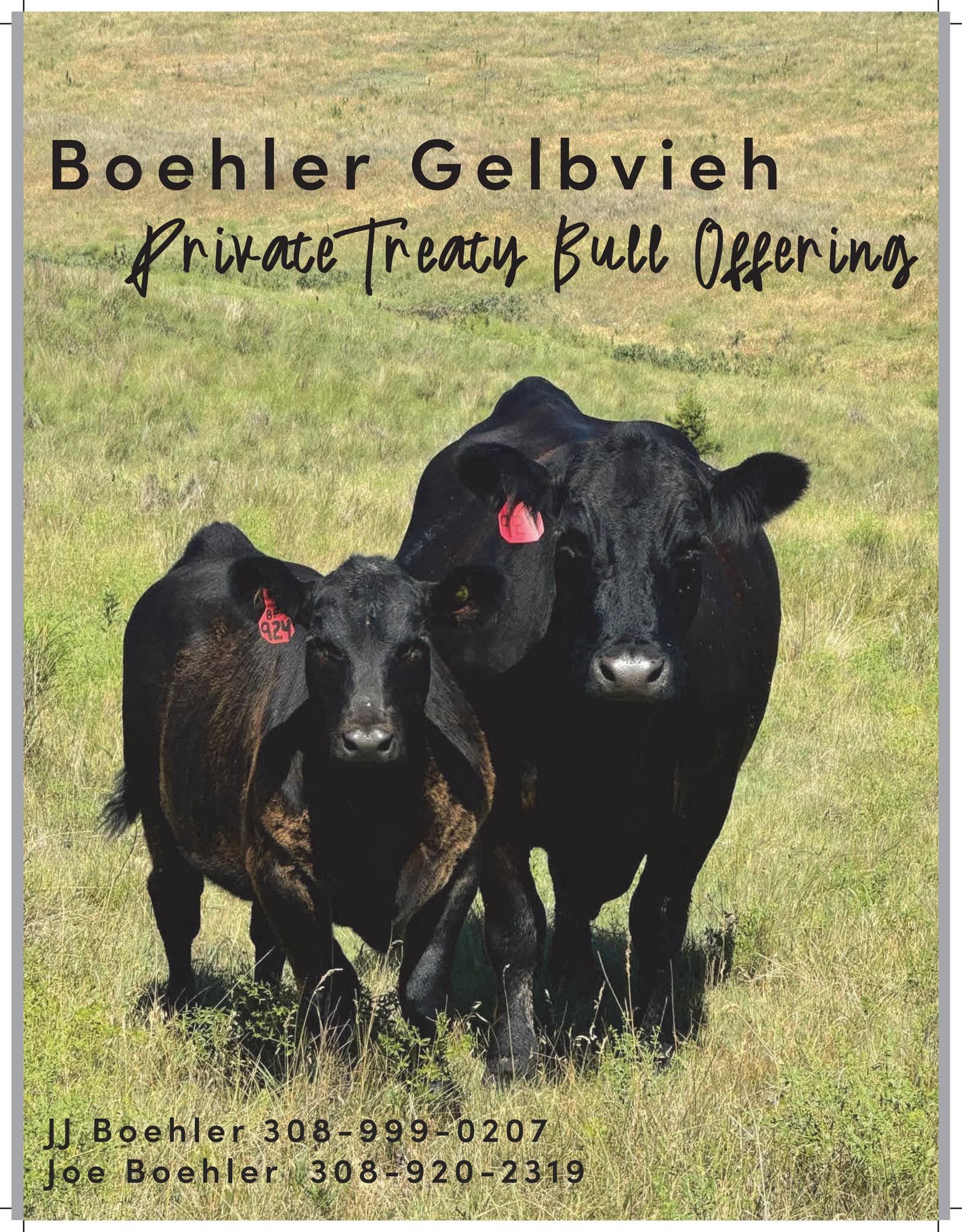 Boehler Gelbvieh Private Treaty Bull Offering by American Gelbvieh ...