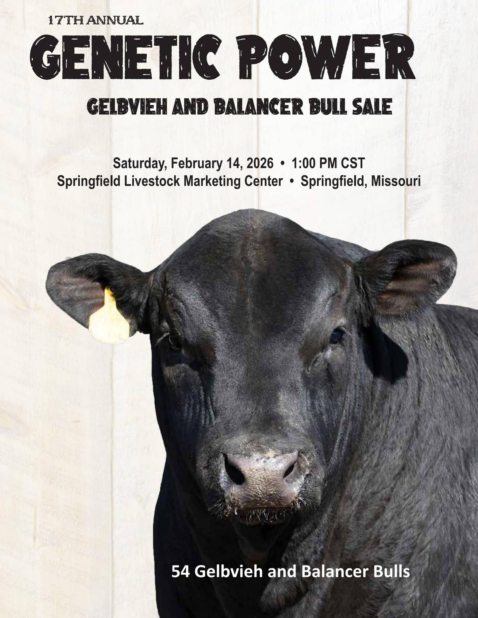 17th Annual Genetic Power Gelbvieh and Balancer Bull Sale by American ...