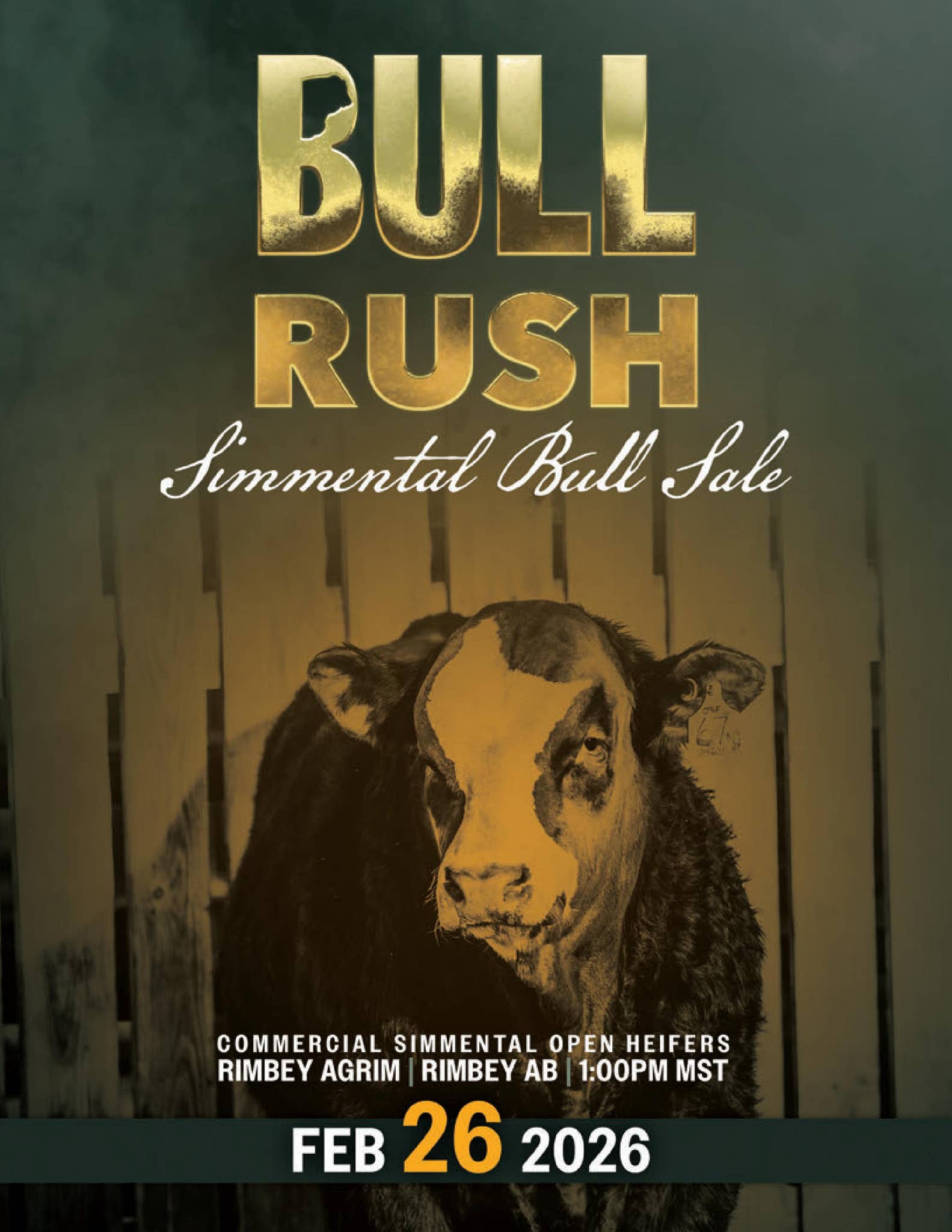 Bull Rush Simmental Bull Sale - Rimbey, AB by DLMS-Cattlevids.ca - Issuu
