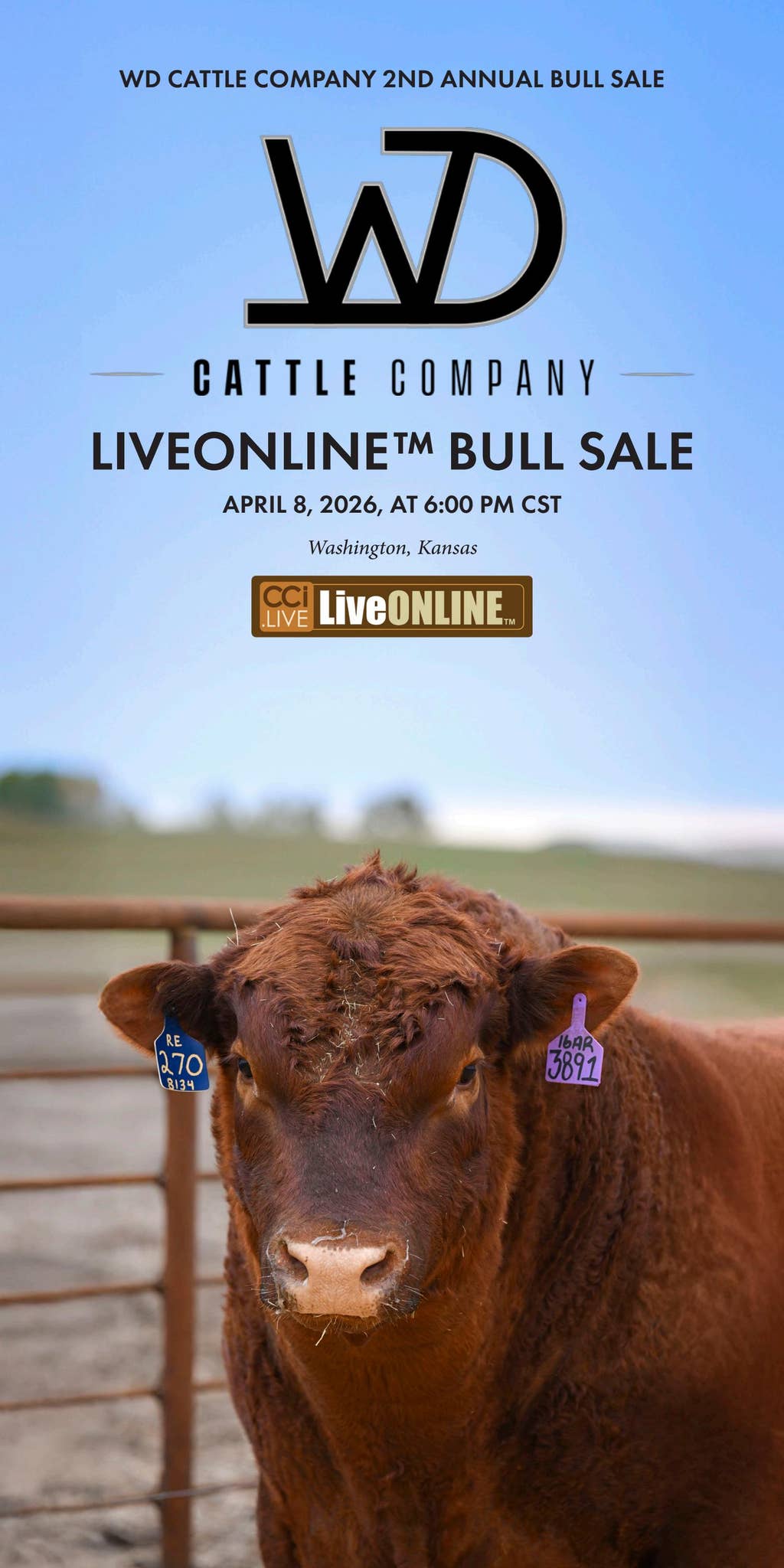 WD Cattle Company Bull Sale | PREVIEW by GAZDA - Issuu