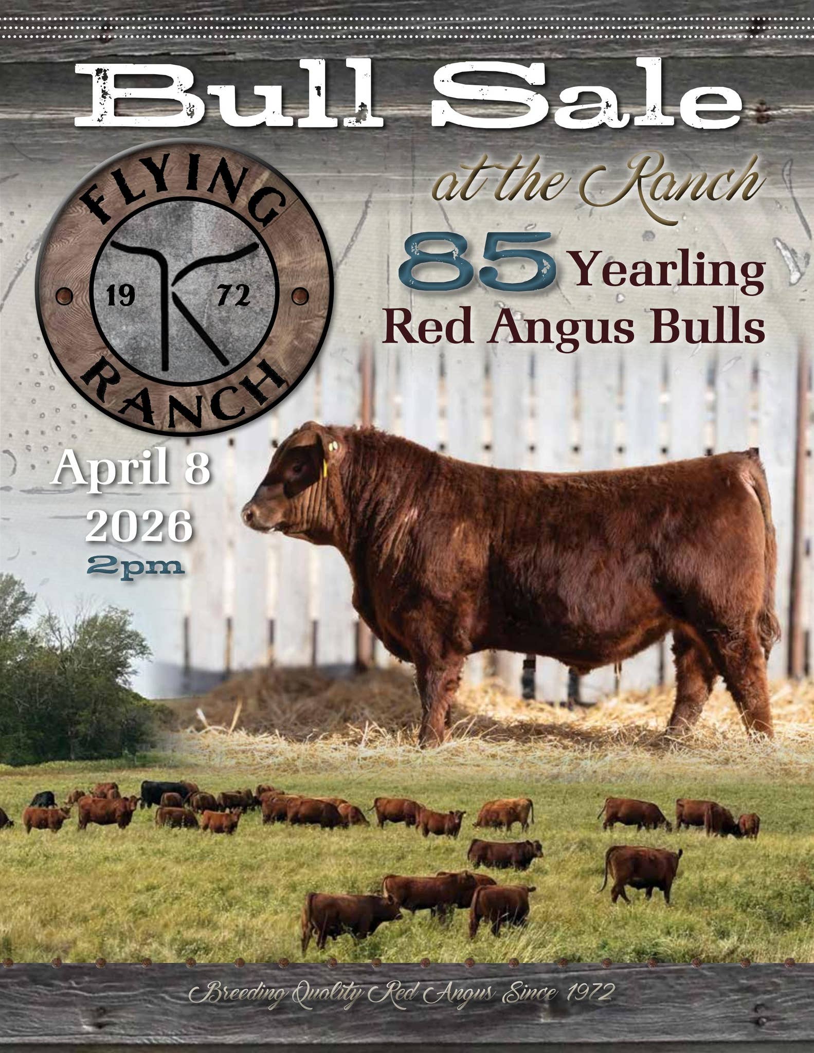 Flying K Ranch Red Angus Bull Sale - Swift Current, SK by DLMS ...